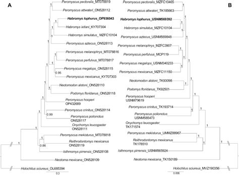 Bayesian Phylogenetic Tree Of Neotomineperomyscine Mice Using A