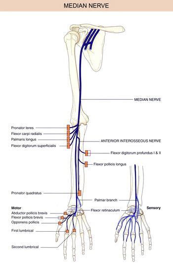 Median Nerve Physiopedia