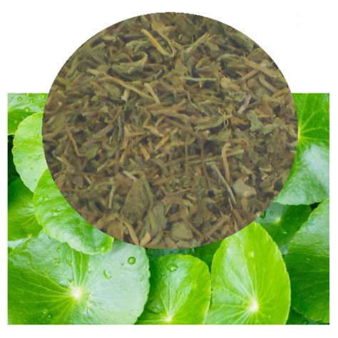 Centella Asiatica Aerials Boost Brain Function Now Shaman Australis Botanicals