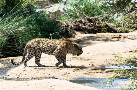 재규어 Vs 표범 Mlbpark