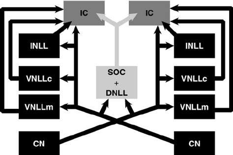 Diagram Showing Monaural And Binaural Auditory Pathways In The Download Scientific Diagram