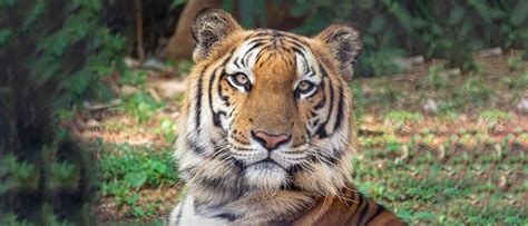 Protecting The Malayan Tiger