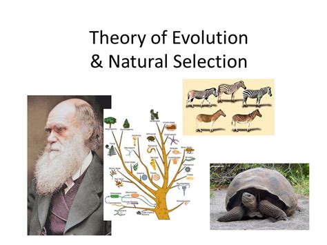 Theory Of Evolution By Natural Selection