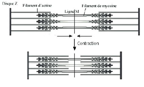 Schéma Représentatif Dun Sarcomère Lors Dune Contraction Musculaire