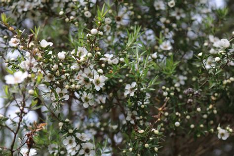 43 Small Evergreen Shrubs With Pictures And Names