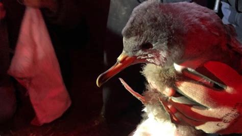 A Ventotene Lo Straordinario Ritorno Della Berta Ligea Dopo Tre Anni Nellatlantico La Repubblica