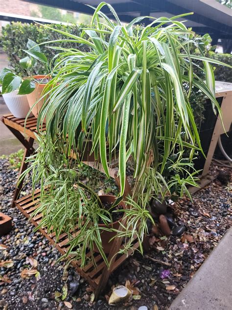 Spider Plant Babies Galore Rhouseplants