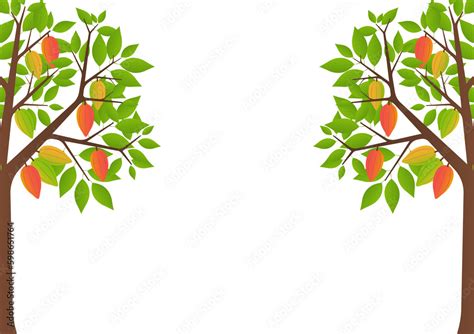 Cocoa Tree With Cocoa Fruits Vector Illustration Isolated On White Background Stock