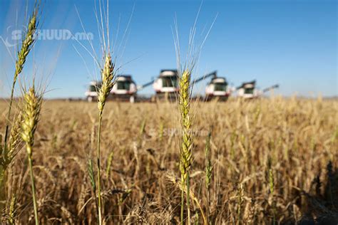 Улаанбуудайн тариалалт төлөвлөсөн хэмжээндээ хүрлээ