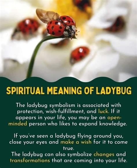 Pin By Witchery On Omens In 2024 Spiritual Meaning Spirituality