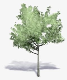 Tree Elevation PNG Images Free Transparent Tree Elevation Download KindPNG