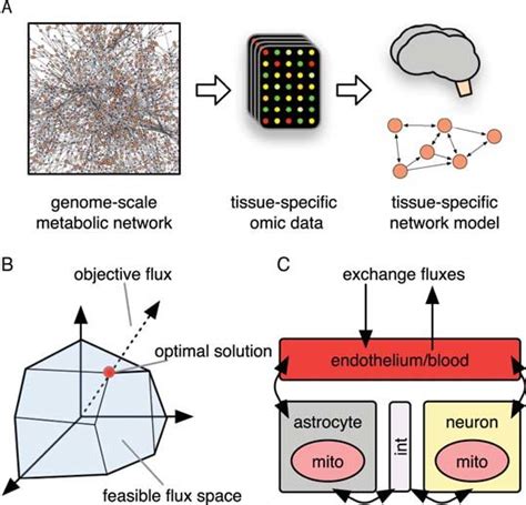 Constraint Based Modeling Of Mammalian Tissues A Tissue Specific