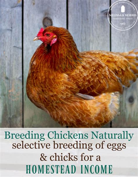 Breeding Chickens Naturally Selective Breeding For Eggs And Chicks