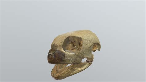 Green Sea Turtle Skull And Jaw 3d Model By Kobayashi1943 [872c68e