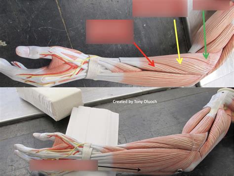 Anatomy 1 Lab 8 Carpal Joint Extensors Diagram Quizlet
