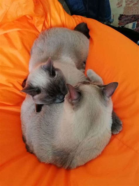 Github Arthur Cats Cat Photo Storage