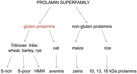 Gluten Protein Structure