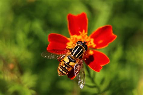 Citroenpendel Hoverfly Bug Foto Gratis En Pixabay Pixabay