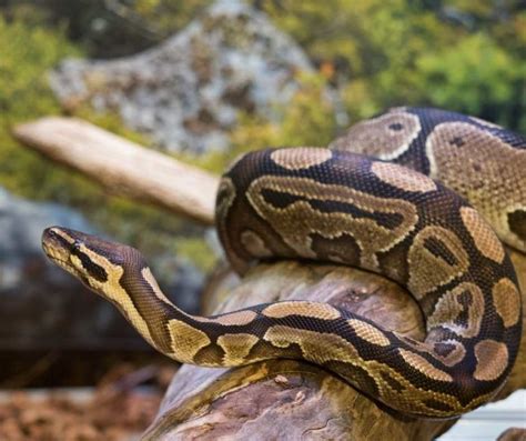 Ball Python Body Language A Detailed Guide With Pictures