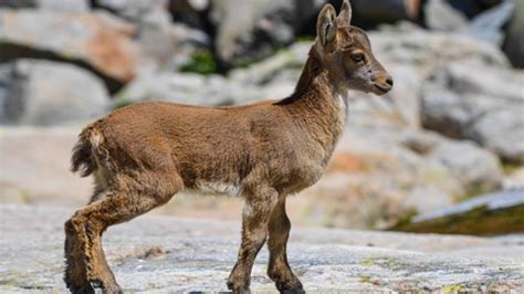 Pyrenean Ibex Clone