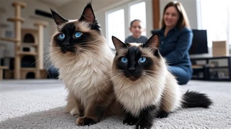 Maine Coon Siamese Mix Traits And Care Guide