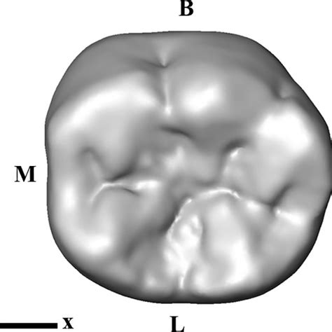 Elastic Properties Of Isotropic Materials Download Table