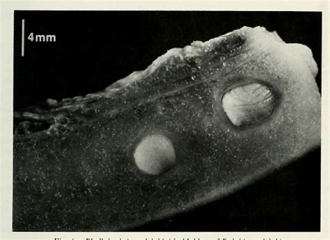 Figure 4 From Five New Morphotypes Of Phyllobothrium Delphini Cestoda Tetraphyllidea Their