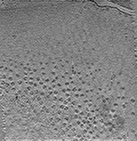 Aitom 023 Denoising Tutorial Md At Master Xulabs Aitom GitHub
