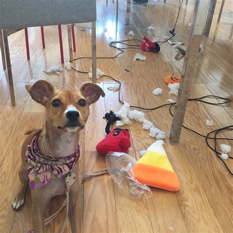 Which Is Better For Chewers Super Chewer Barkbox Or Bullymake Box