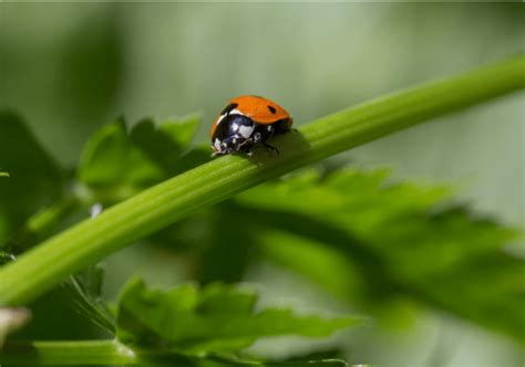 Usp61 Microbial Enumeration Tests