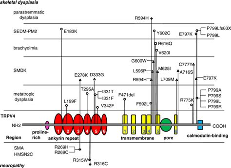 Trpv4 Mutations In Skeletal Dysplasias And Neuropathies Hmsn2c Download Scientific Diagram
