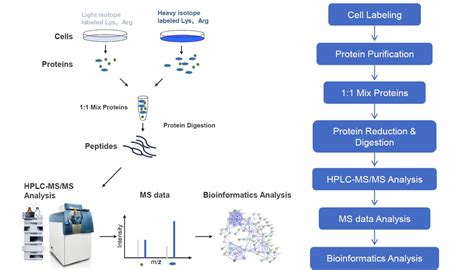 Commonly Used Techniques In Quantitative Proteomics Ms Analysis Expert