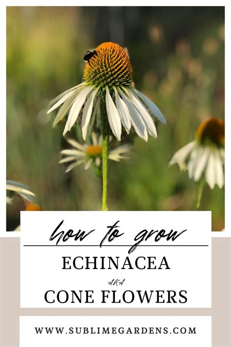 Plant Profile Echinacea Sublime Gardens