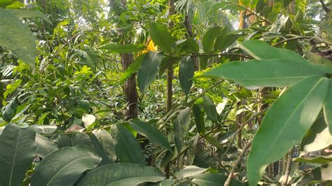 Beautiful Natural View In Our Village গ্রাম বাংলার প্রকৃতিক সুন্দর্য। Youtube