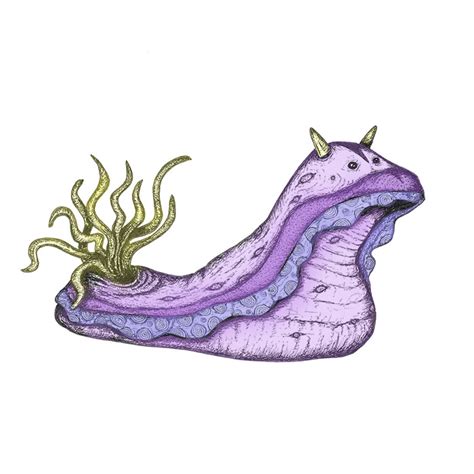 Sea Slug Drawing A Bright Colourful Sea Slug Illustration Seaslug Drawings