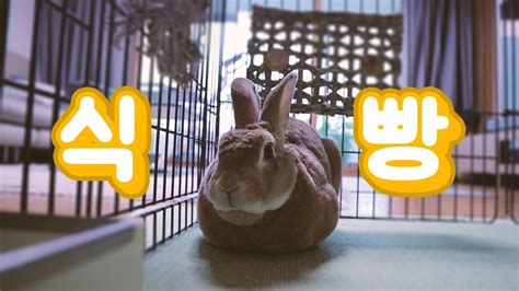 【토끼 키우기】 토끼가 식빵이 되는 과정 Youtube
