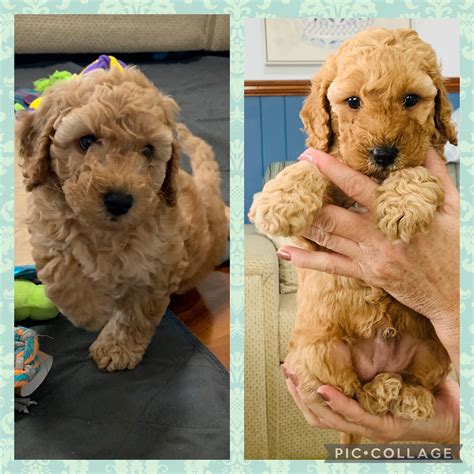 🐾 Gallery Of Our Bespoke Spoodles Dams Sires And Puppies — Bespoke