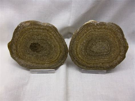Utah Girvanella Stromatolite 3 Fossils For Sale