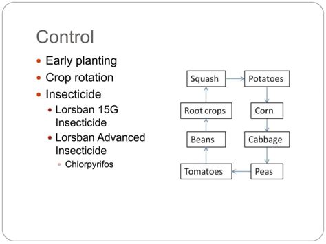 Corn Pest Complete Pptx