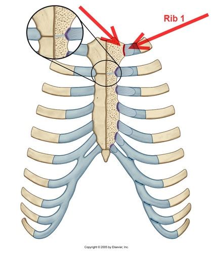 Joints Of Ribs And Sternum Ribs Characteristics Flashcards Quizlet