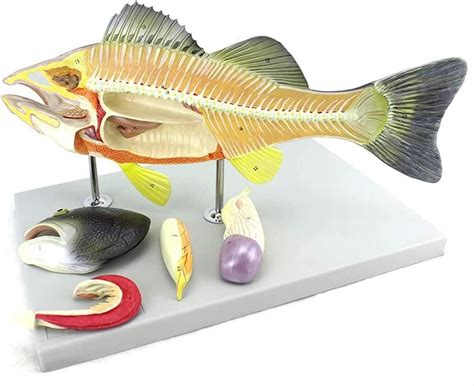 Internal Anatomy Of A Perch Perch External Anatomy Quiz