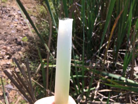 Cattails Uses For The Swiss Army Knife Of The Swamp The Grow Network The Grow Network