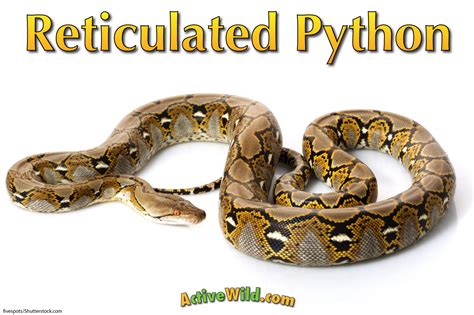 Reticulated Python Full Grown