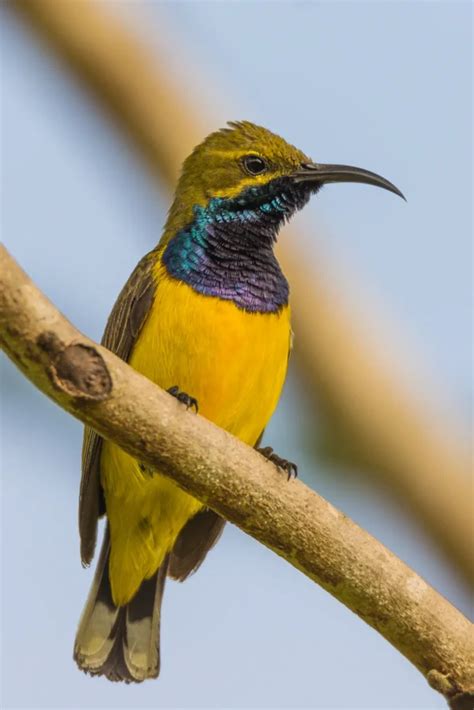 Sunbird Fnq Chromaluxe