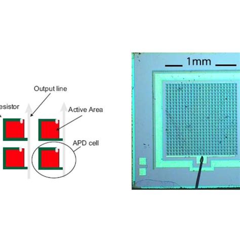 Schematic Layout Of A SiPM The Figure Shows Four Cells Of A SiPM Download Scientific Diagram