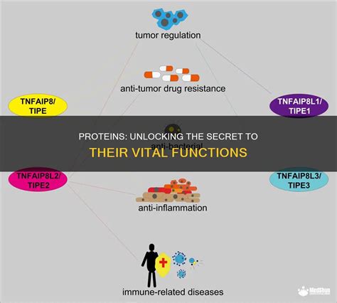 Proteins Unlocking The Secret To Their Vital Functions Medshun