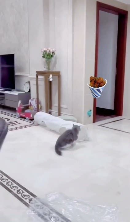 콜팝 내꺼다냥 Youtube