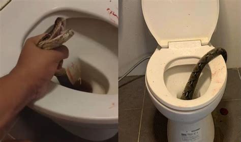 Giant Python Bites Mans Private Parts While Sitting On The Toilet Video Gossip A Z