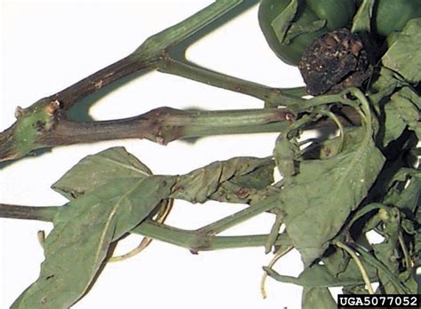 Phytophthora Blight Phytophthora Capsici