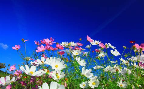 배경 화면 1920x1200px 코스모스 플라워 꽃들 자연 핑크 꽃 흰 꽃 1920x1200 Goodfon